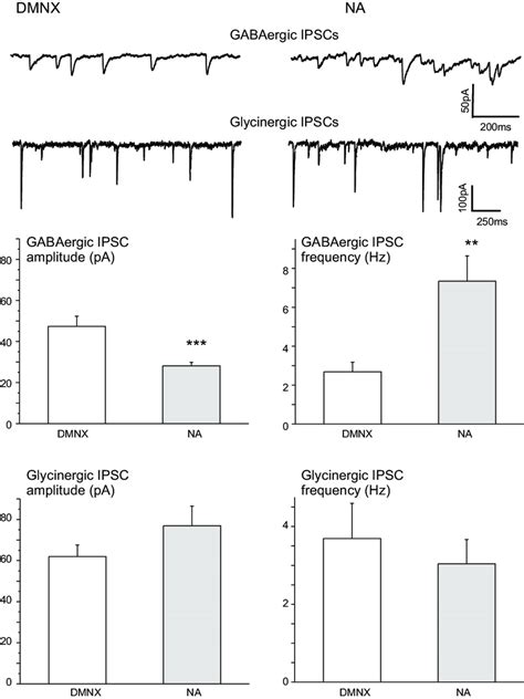 Gabaergic And Glycinergic Inhibitory Postsynaptic Currents Ipscs In
