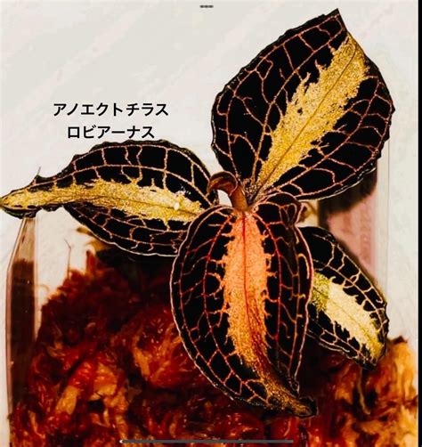 ジュエルオーキッド アノエクトチラス ロビアーナスヌォイ普及セール メルカリ