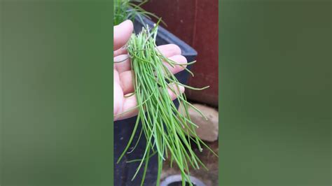 친환경 부추 수확 Gardening 농장생활 Garden 농사 유기농 주말농장 Youtube