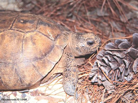 Gopher Tortoise