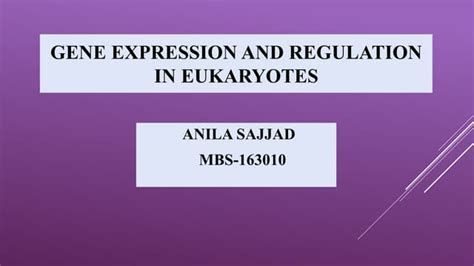 Presentation Gene Expression And Regulation In Eukaryotes Pptx Free Download