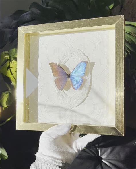 Deluxe Framed Morpho Aurora Butterfly Micro Giants