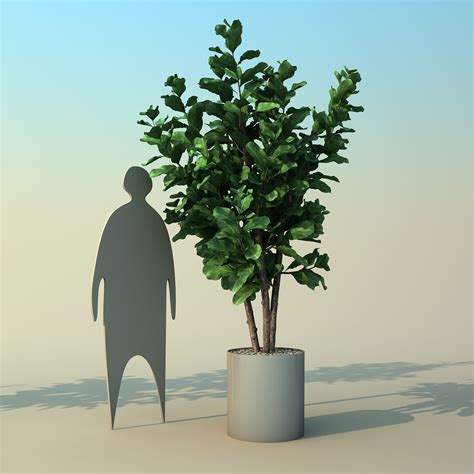 무화과 나무 Lyrata 3d 모델 29 Unknown Fbx Max Obj Free3d