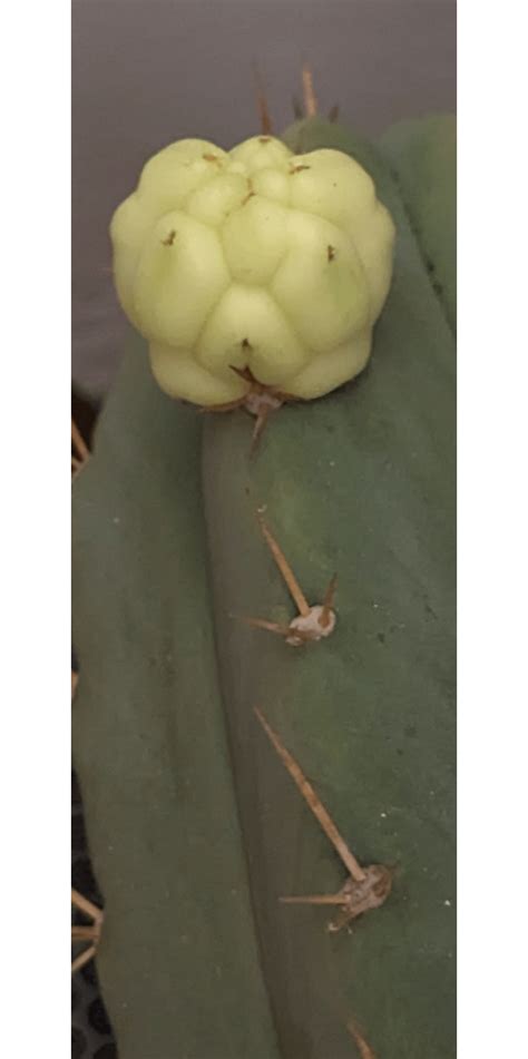 What Is This R Mescaline