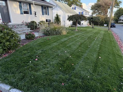 Blue Envy™ Elite Kentucky Bluegrass Blend Twin City Seed Company