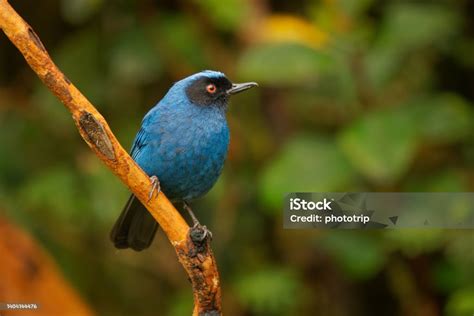 가면을 쓴 플라워 피어서 몬테인 숲에서 발견되는 Diglossa Cyanea Blue Tanager 새와 남아메리카의 스크럽