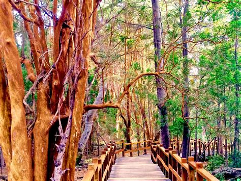 Bosque De Los Arrayanes 2025 All You Need To Know Before You Go With Reviews