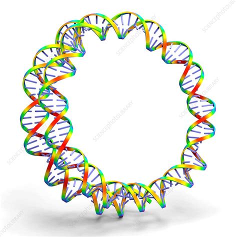 Circular Dna Molecule Artwork Stock Image F0129772 Science