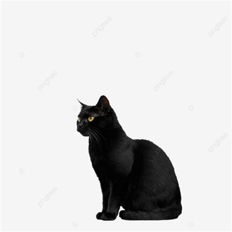 아치 앞의 호기심 많은 검은 고양이 검은 고양이 아치 길 밝은 노란색 눈 Png 일러스트 및 이미지 에 대한 무료 다운로드 Pngtree