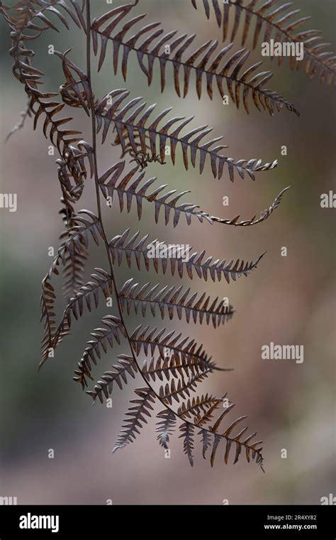 Dry Leaf Of A Fern The Nerves Of The Leaf And Its Texture Are