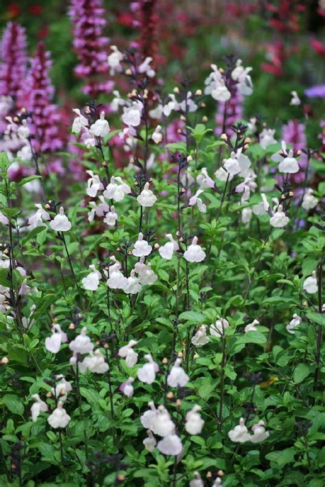 SALVIA HEATWAVE GLIMMER 140MM The Garden Feast