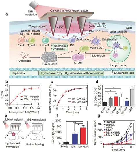 A Diagram Illustration Of The Principles In Adaptive Immunity Pathway