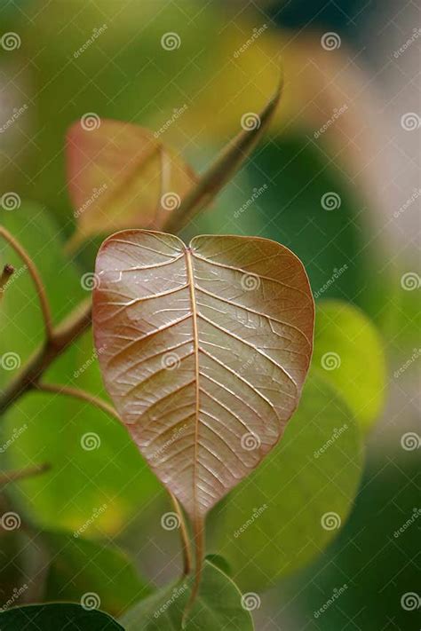 Leaves Tropical Forest Trees Texture Background Wallpaper Stock Image