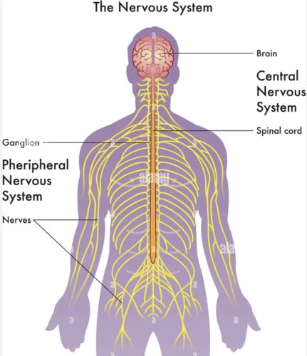 Chapter 11 Nervous System Neurotransmission Flashcards Quizlet