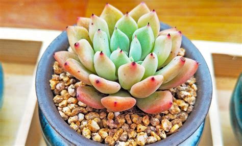 盆花 陈砦花卉市场 郑州陈砦花卉服务有限公司
