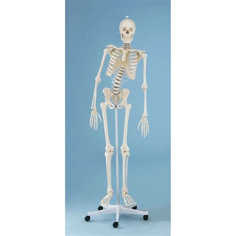 Skeleton Model Hugo With Movable Spine Medisave Uk