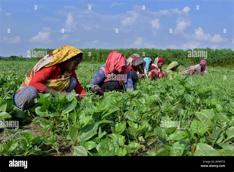Dhaka Bangladesh 28th July 2017 Dhaka Bangladesh July 28 2017