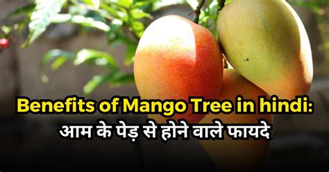Benefits Of Mango Tree In Hindi आम के पेड़ से होने वाले फायदे Latest