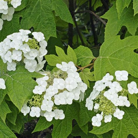 What Are The Common Problems With Oakleaf Hydrangea