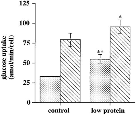 The Effect Of Insulin On Glucose Uptake Into Freshly Isolated