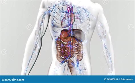 Anatomie Van Het Menselijke Spijsverteringsstelsel 3d Illustratie