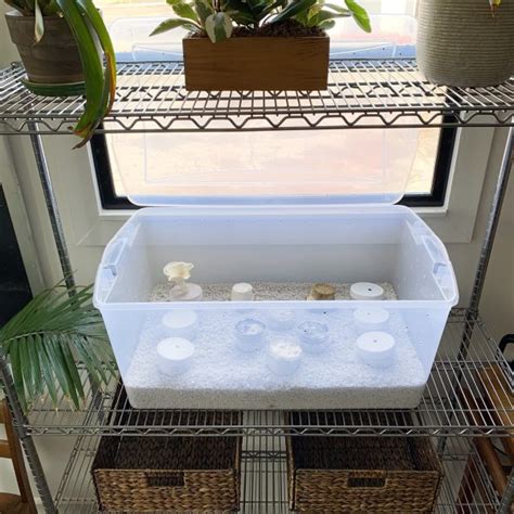 Making A Simple Mushroom Grow Chamber Everything Mushrooms