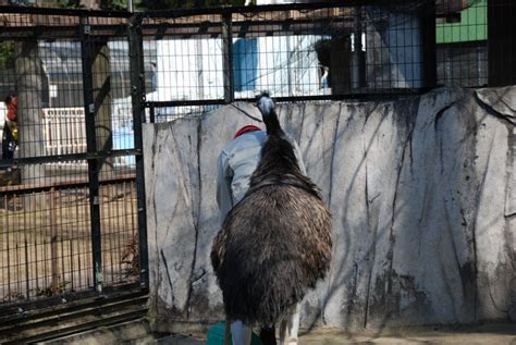 エールちゃーん 高岡古城公園動物園