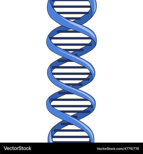Dna Deoxyribonucleic Acid Diagram Medical Science Vector Image