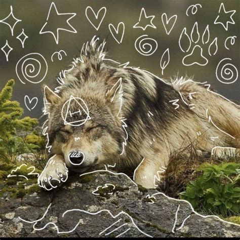 ⃝⃤🐺nimbus🐺 ⃝⃤ Nimbus Onpawzz Snapchat Stories Spotlight And Lenses