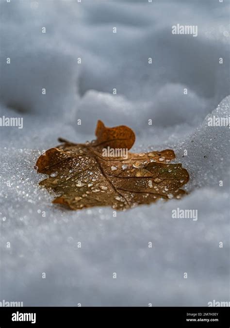 Feuille De Chêne Brun Tombée Sur Le Fond De Neige Avec Des Gouttelettes