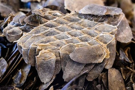 As Many As 36000 Pangolins Killed To Produce Single Shipment Of Scales