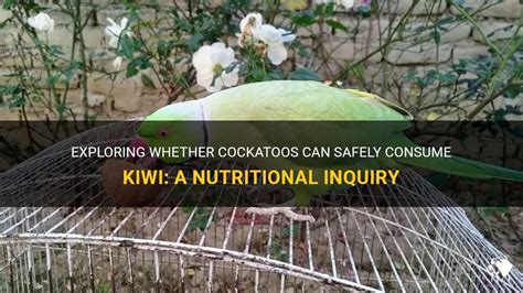 Exploring Whether Cockatoos Can Safely Consume Kiwi A Nutritional