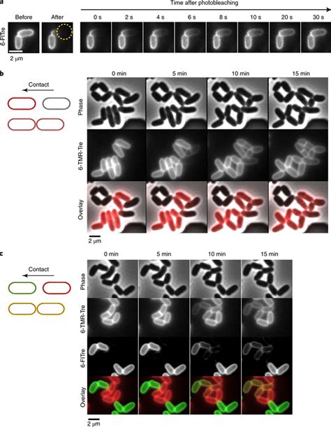 The Mycomembrane Is Confluent Between Physically Touching Neighbor