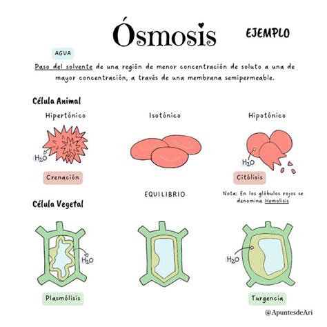 Osmosis UDocz