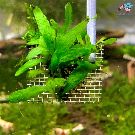 Micro Java Fern Mini Java Fern Aquatic Plant Australia Aushrimphome