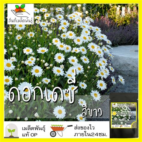เมล็ดพันธุ์ ดอกเดซี่ สีขาว 200 เมล็ด Silver Princess Shasta Daisy Seed