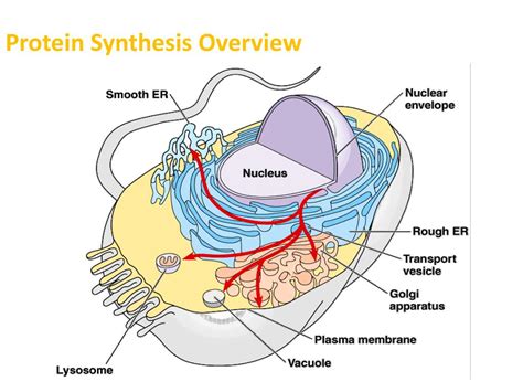 Ppt The Endomembrane System A Tour Of The Protein Synthesis Pathway