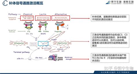补体信号通路临床药效生物分析和转化医学研究 知乎
