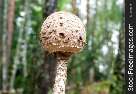 Umbrella Mushroom Free Stock Photos StockFreeImages