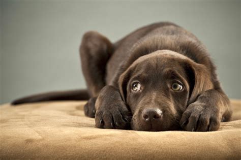 Pet Anxiety Awareness And Management Direct4pet Blog