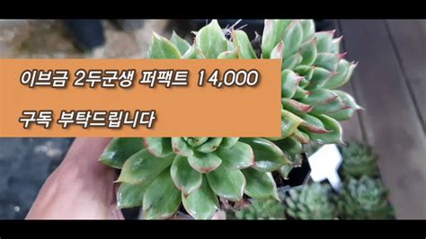 다육8종 만원 레티지아철화 이브금 흑장미 Youtube