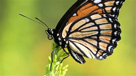 Download Wallpaper 1920x1080 Butterfly Wings Plant Macro Insect