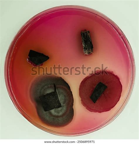 Microbiology Trichoderma Bacillus Subtilis Phytopathology Petri Stock