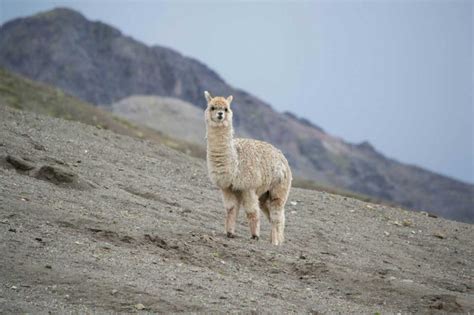 Saurabh Naik On Linkedin Mastering Llama 2 An End To End Guide For