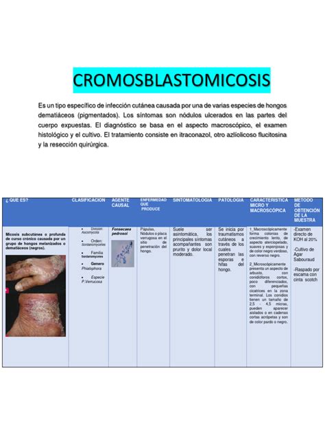 Croblastomicosis Pdf Hongo Micología
