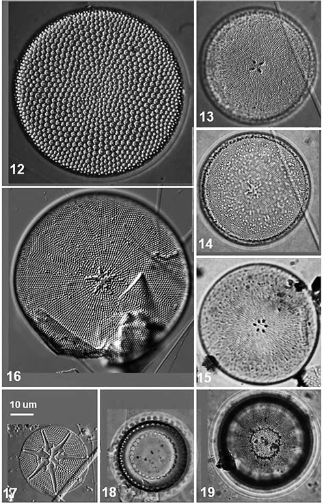 Marine Benthic Diatoms In Potter Cove King George Island Antarctica