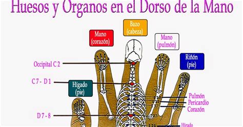 Encontrando Tu Bienestar Huesos Y Órganos En El Dorso De La Mano
