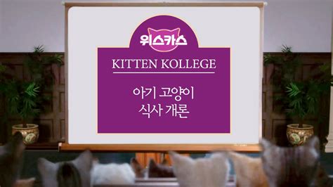 아기 고양이 식사 개론 위스카스 키튼 칼리지 Youtube