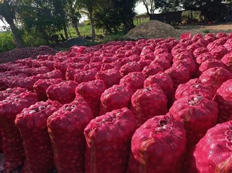 A Grade Maharashtra Onion Packaging Size Kg Onion Size Available Medium At Rs Kg In