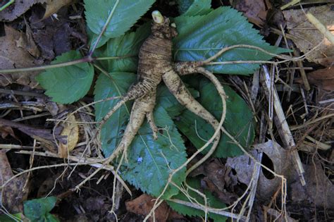 Ginseng For Energy Supplements In Review